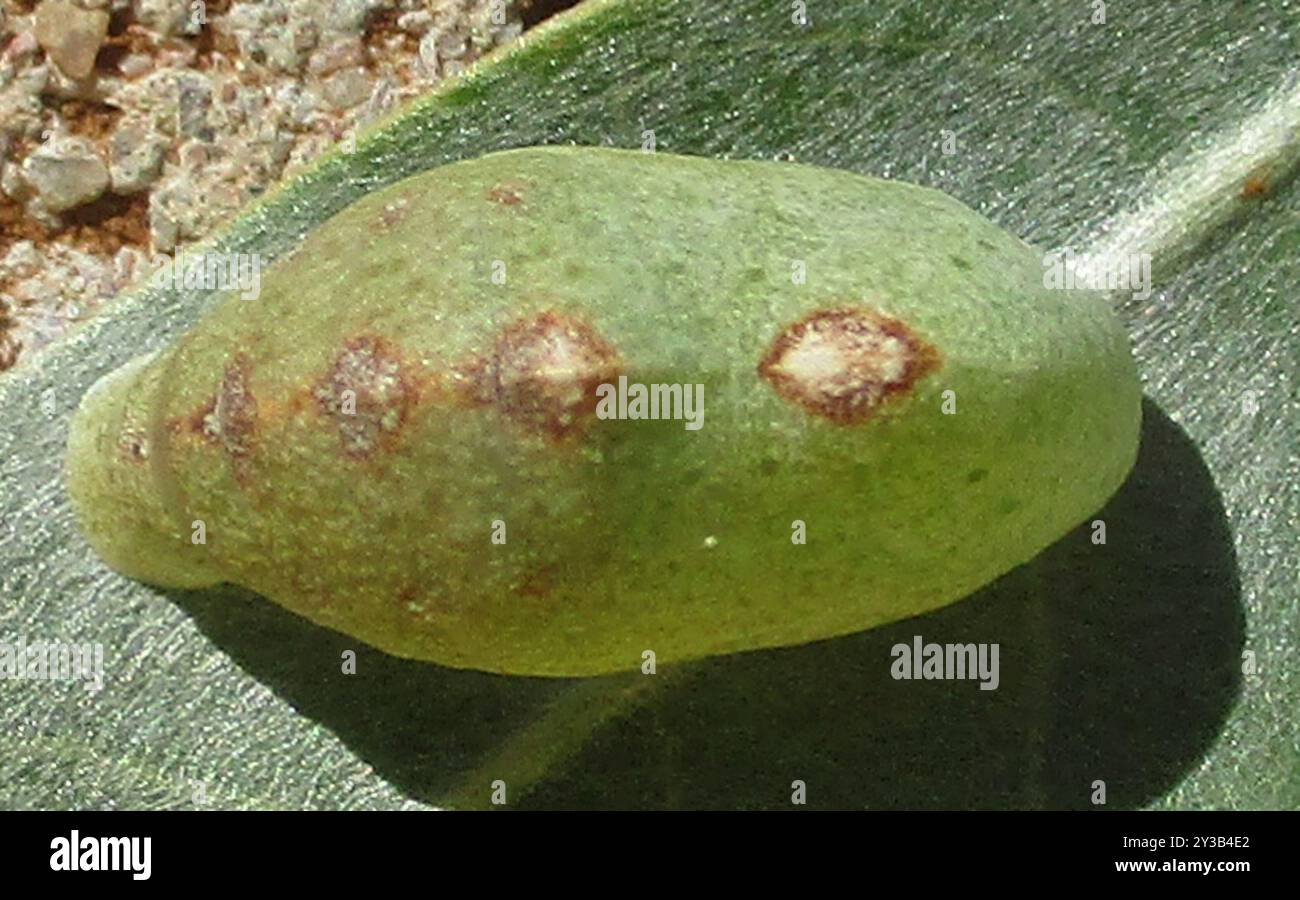 Southern Sapphire (Iolaus silas) Insecta Stock Photo - Alamy