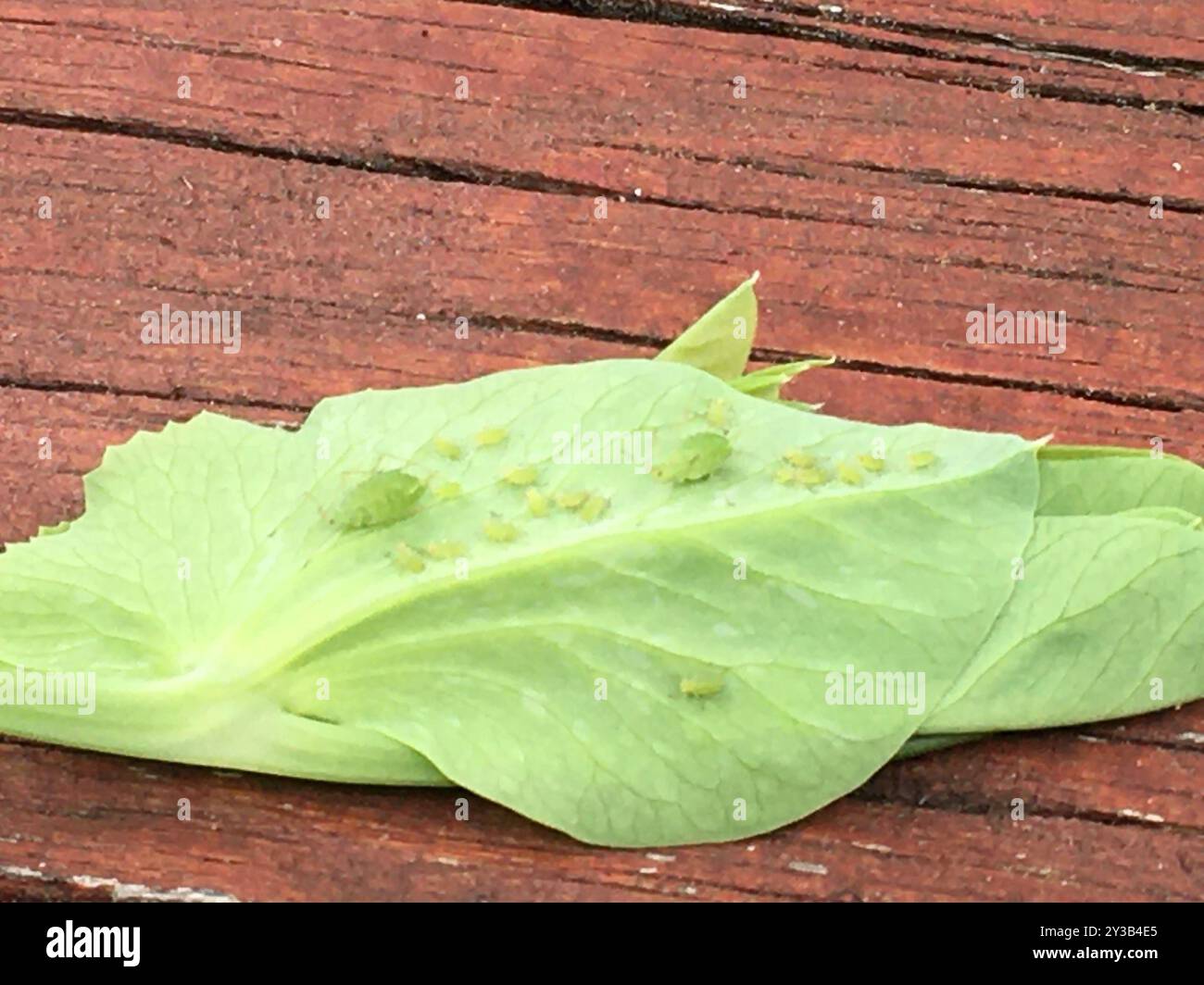 Pea Aphid (Acyrthosiphon pisum) Insecta Stock Photo - Alamy