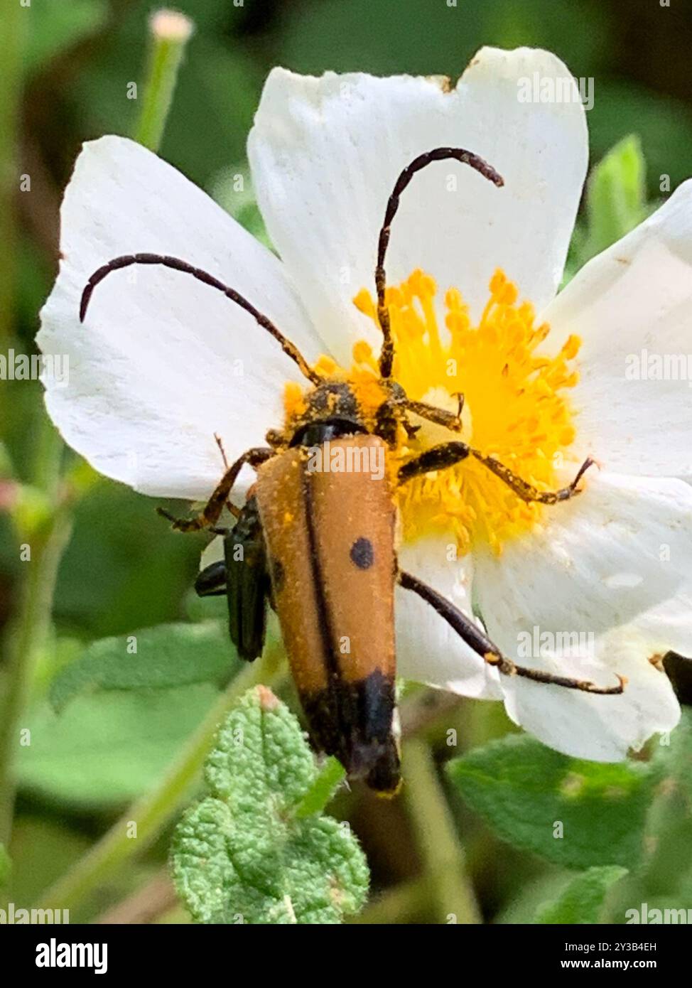 Vadonia bisignata hi-res stock photography and images - Alamy