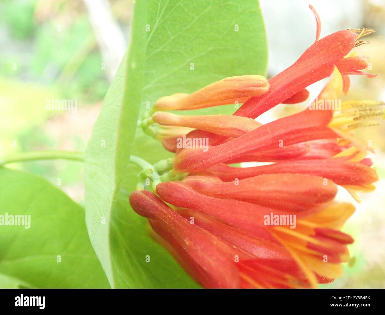 orange honeysuckle (Lonicera ciliosa) Plantae Stock Photo - Alamy