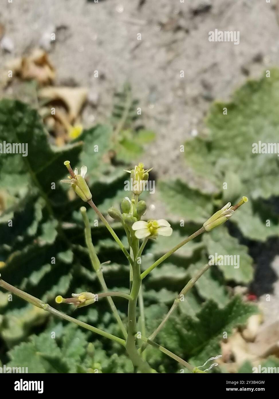 Saharan Mustard (Brassica tournefortii) Plantae Stock Photo - Alamy