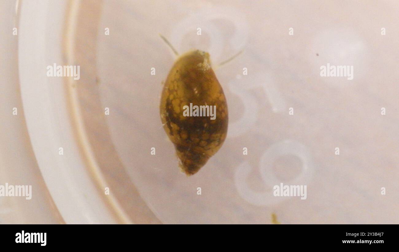 Bladder Snails (Physidae) Mollusca Stock Photo - Alamy