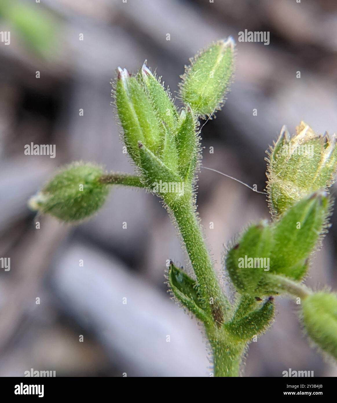 Dwarf Mouse-ear (Cerastium pumilum) Plantae Stock Photo - Alamy