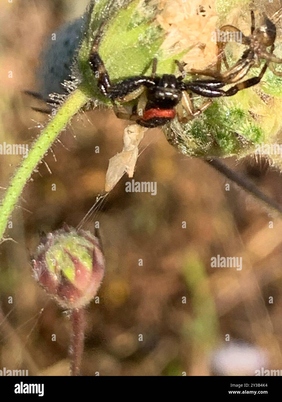 Napoleon Spider (Synema globosum) Arachnida Stock Photo - Alamy
