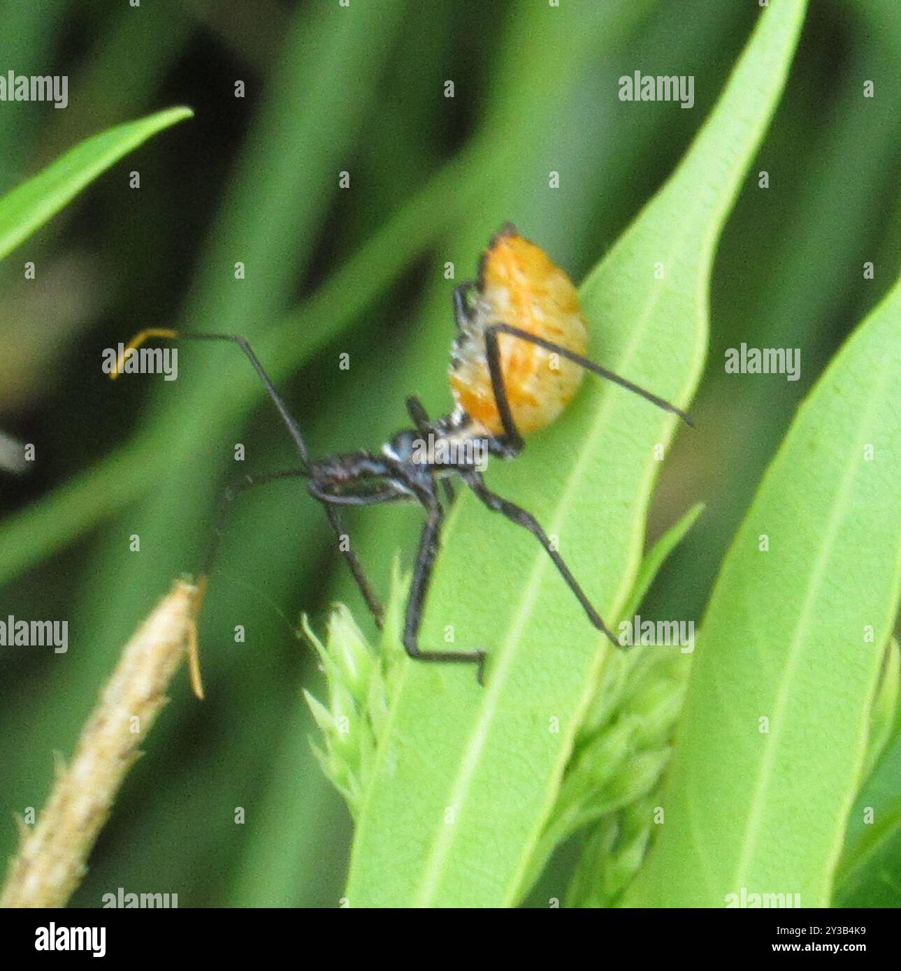 North American Wheel Bug (Arilus cristatus) Insecta Stock Photo - Alamy
