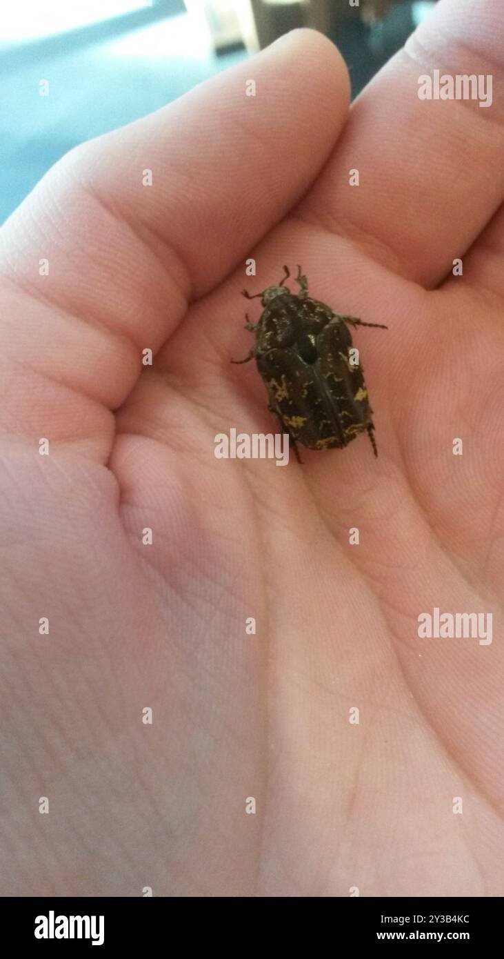 Mango Flower Beetle (Protaetia fusca) Insecta Stock Photo - Alamy