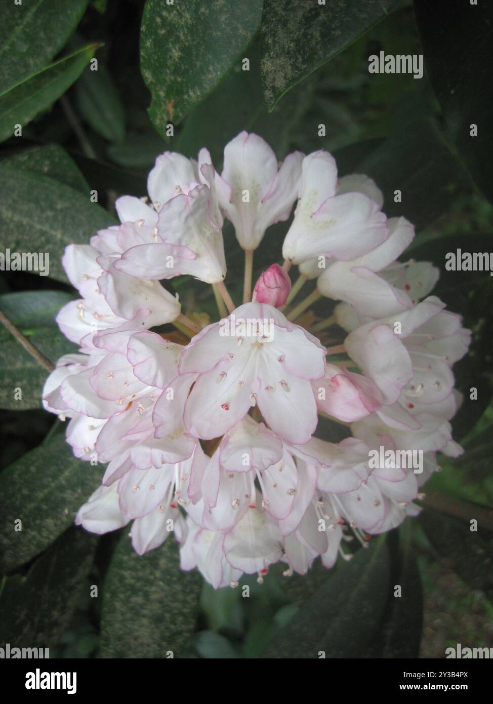 great rhododendron (Rhododendron maximum) Plantae Stock Photo - Alamy