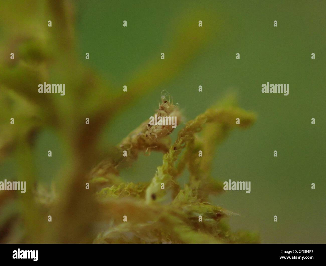 crispleaf roughmoss (Claopodium crispifolium) Plantae Stock Photo - Alamy