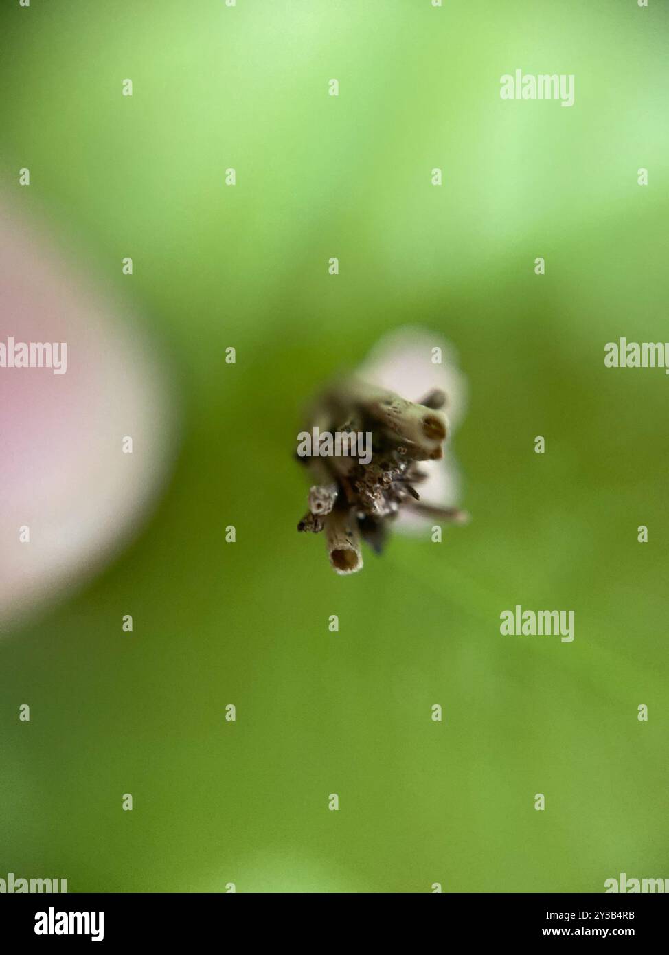 Common Bagworm Moth (Psyche casta) Insecta Stock Photo - Alamy