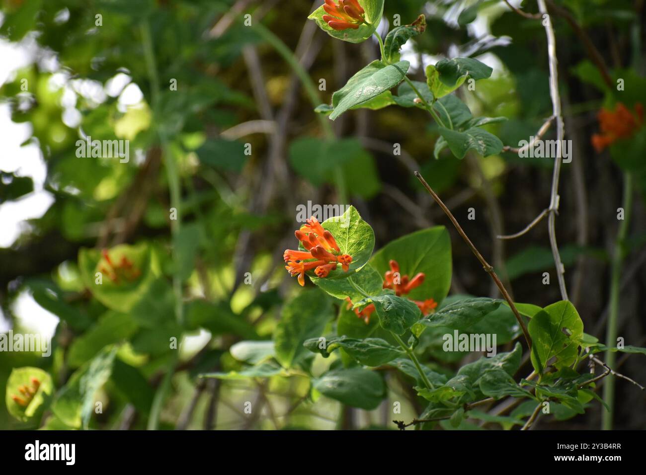 orange honeysuckle (Lonicera ciliosa) Plantae Stock Photo - Alamy