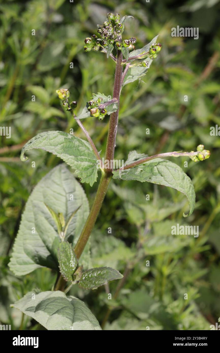 Common Figwort (Scrophularia nodosa) Plantae Stock Photo - Alamy