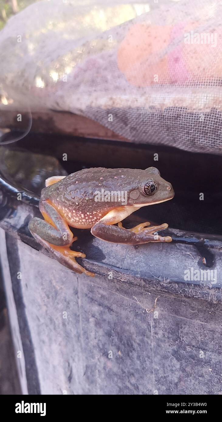 Mexican Giant Tree Frog (Agalychnis dacnicolor) Amphibia Stock Photo ...