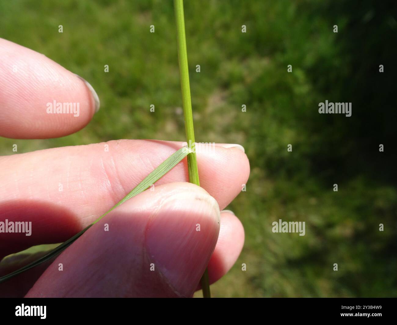 red fescue (Festuca rubra) Plantae Stock Photo - Alamy