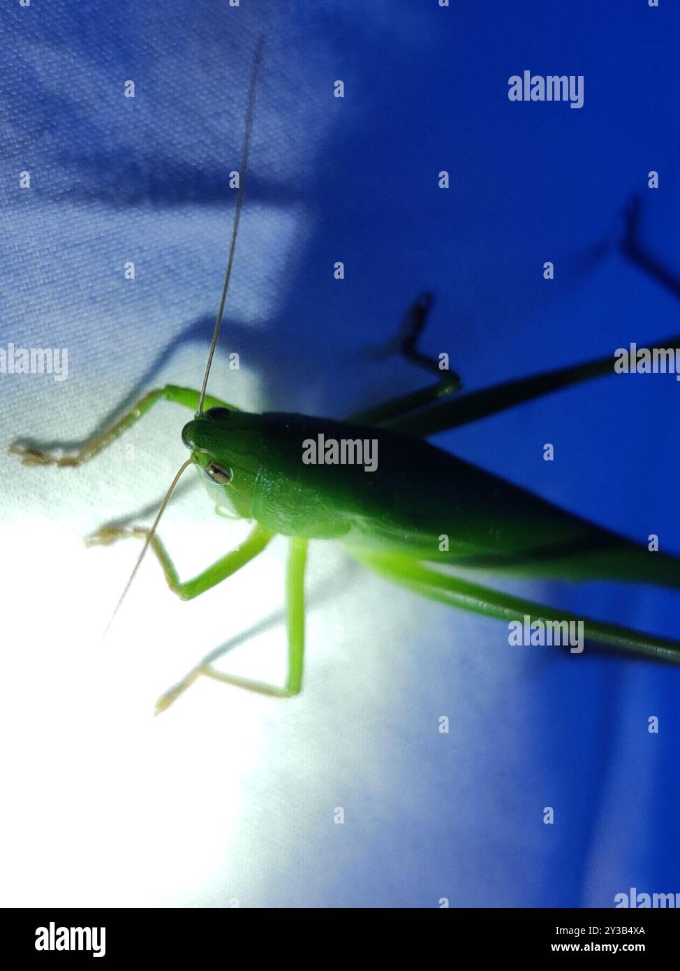 Broad-tipped Conehead (Neoconocephalus triops) Insecta Stock Photo - Alamy