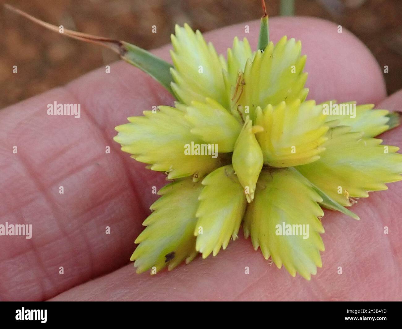 Golden Sedge (Cyperus sphaerocephalus) Plantae Stock Photo - Alamy