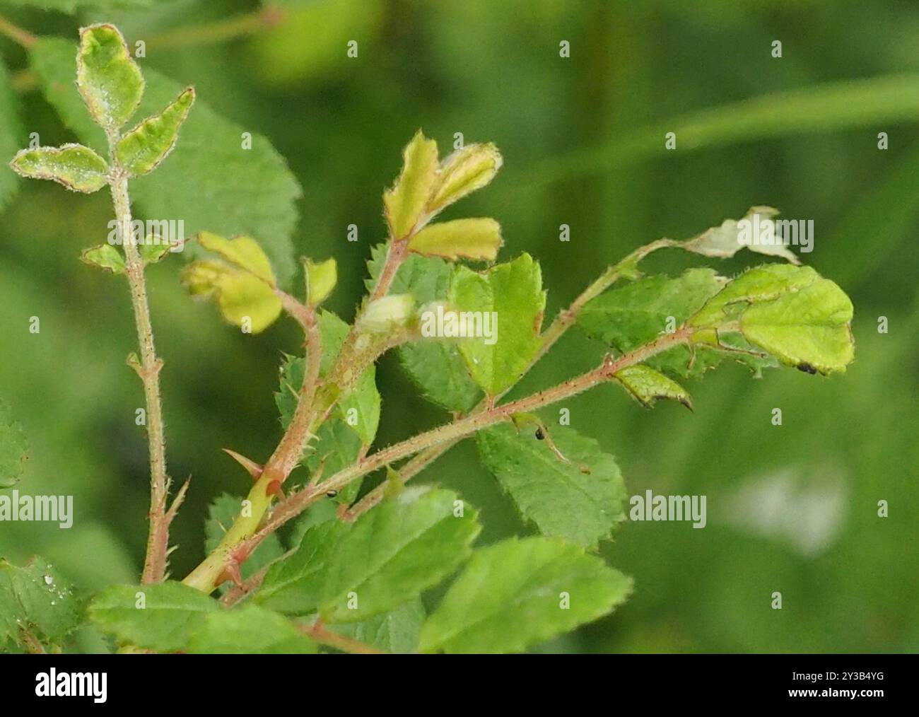 multiflora rose (Rosa multiflora) Plantae Stock Photo - Alamy