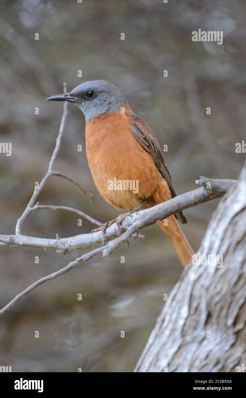 Cape Rock-Thrush (Monticola rupestris) Aves Stock Photo - Alamy