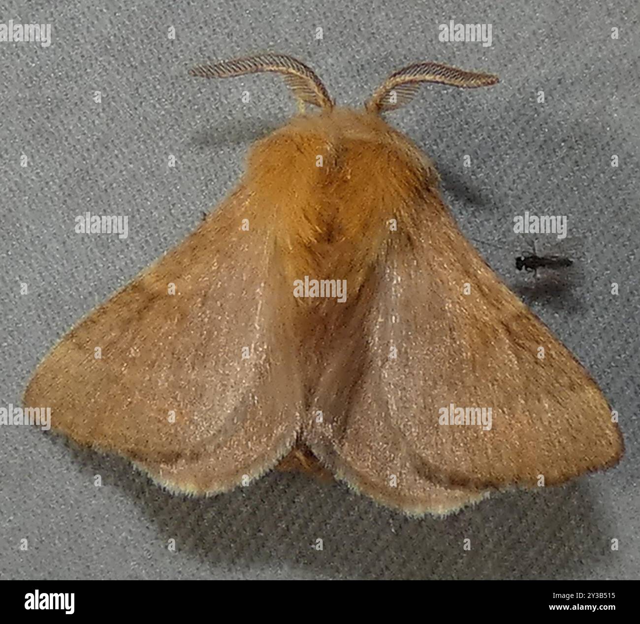 Forest Tent Caterpillar Moth (Malacosoma disstria) Insecta Stock Photo ...