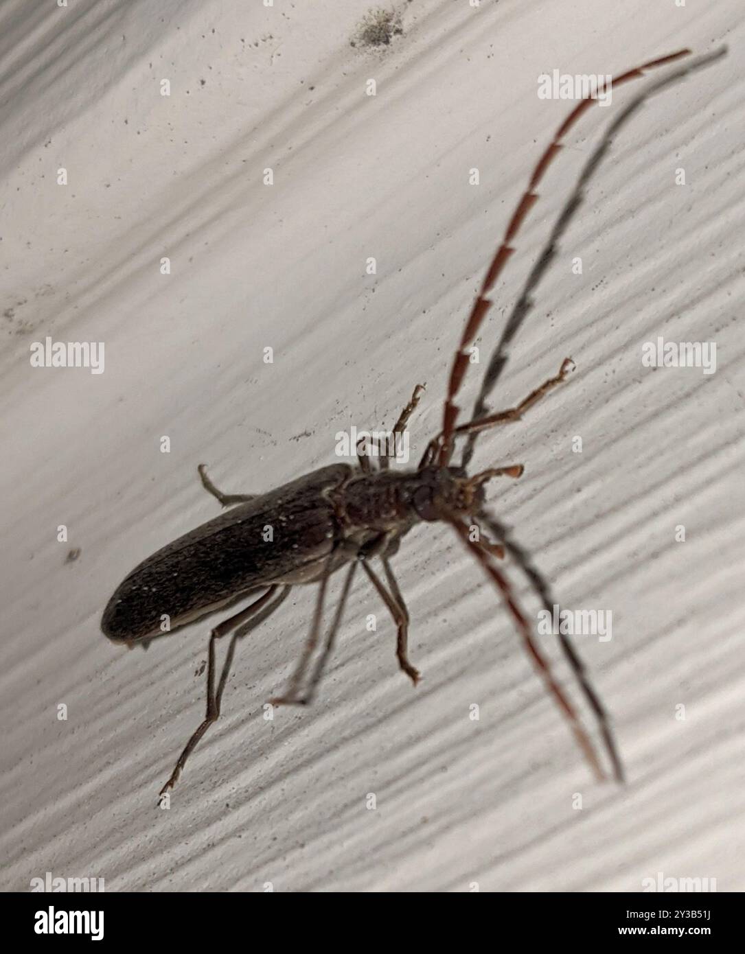 Angled False Blister Beetle (Calopus angustus) Insecta Stock Photo - Alamy
