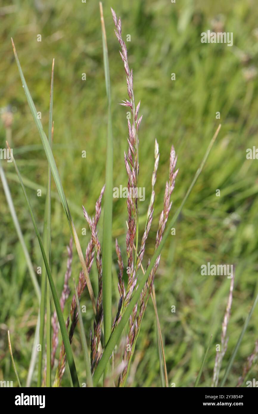 grasses (Poaceae) Plantae Stock Photo - Alamy