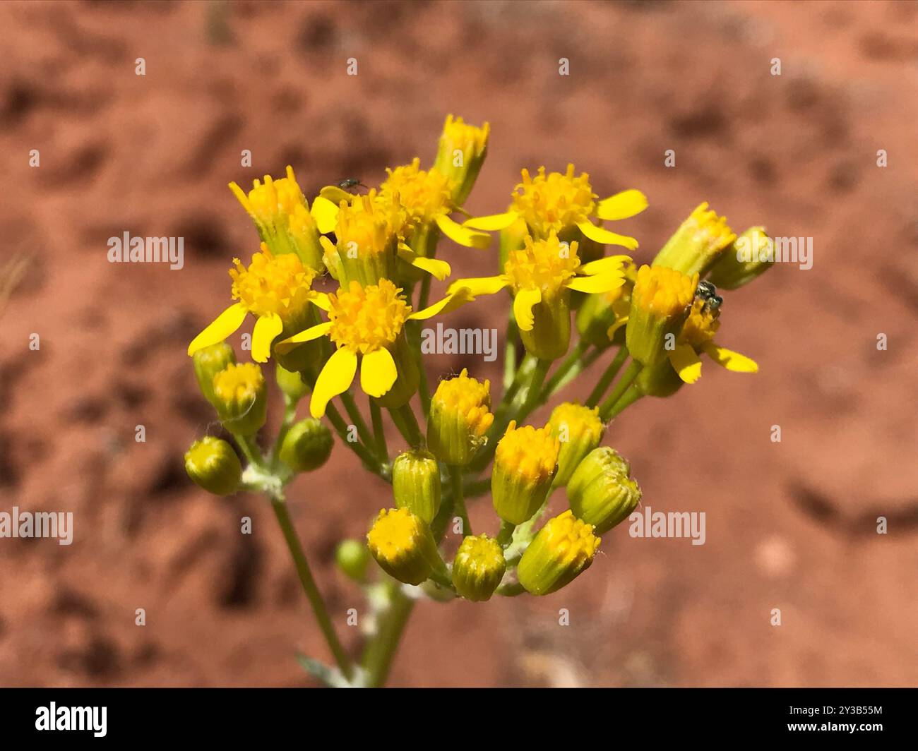 Lobeleaf Groundsel (Packera multilobata) Plantae Stock Photo - Alamy