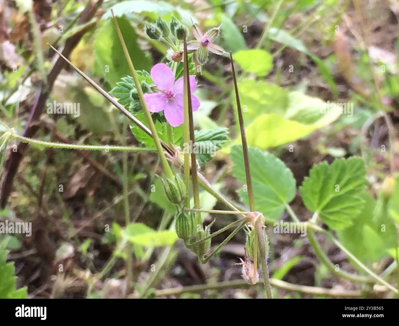Round-leaved Crane's-bill (Geranium rotundifolium) Plantae Stock Photo ...