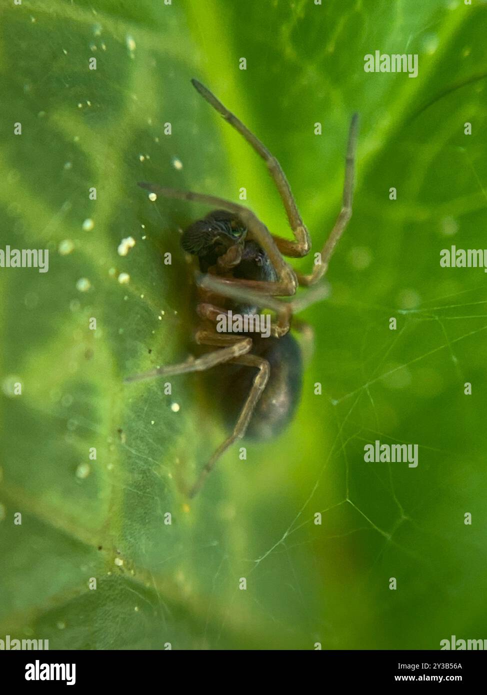 Sheetweb and Dwarf Weavers (Linyphiidae) Arachnida Stock Photo - Alamy