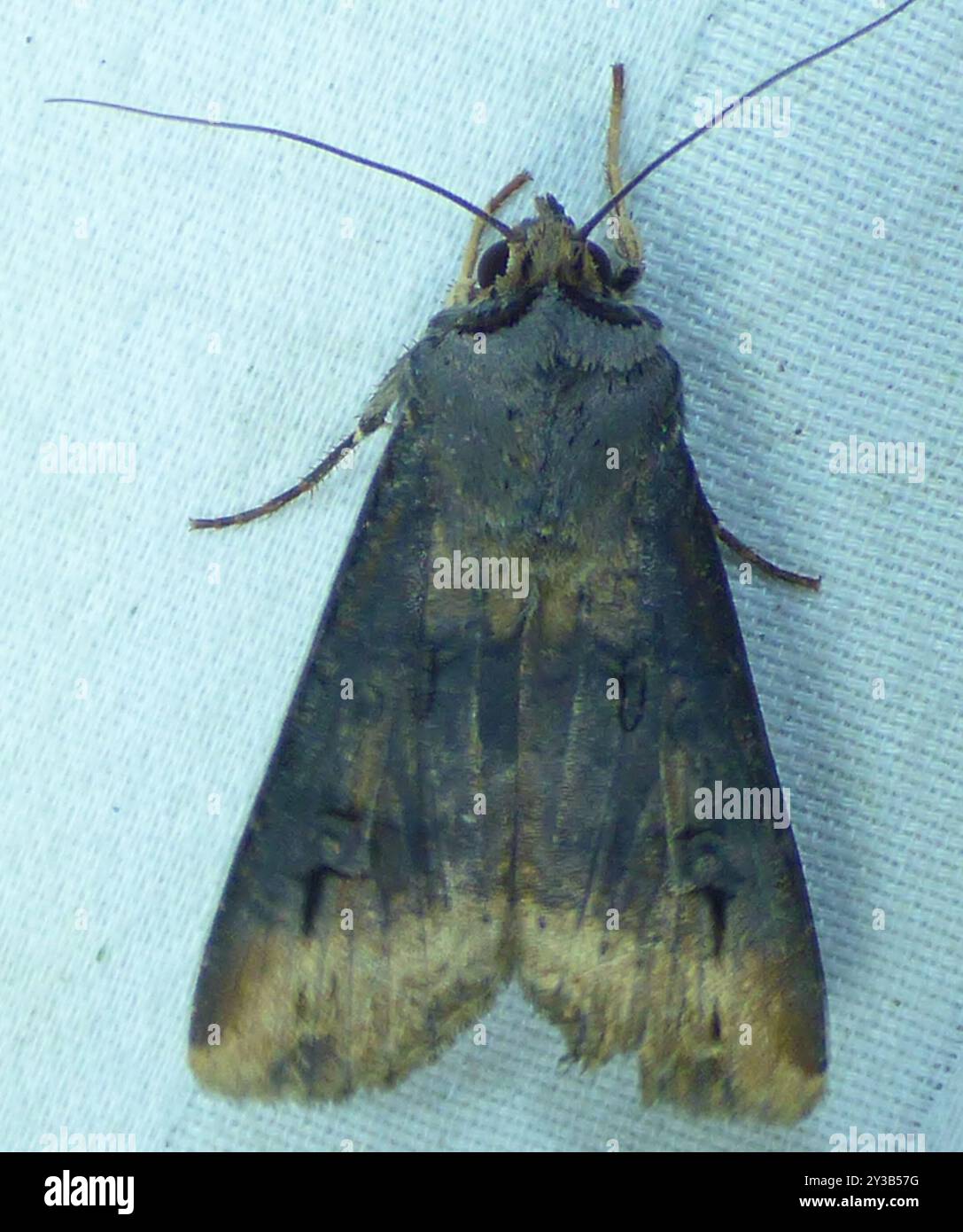 Ipsilon Dart Moth (Agrotis ipsilon) Insecta Stock Photo - Alamy