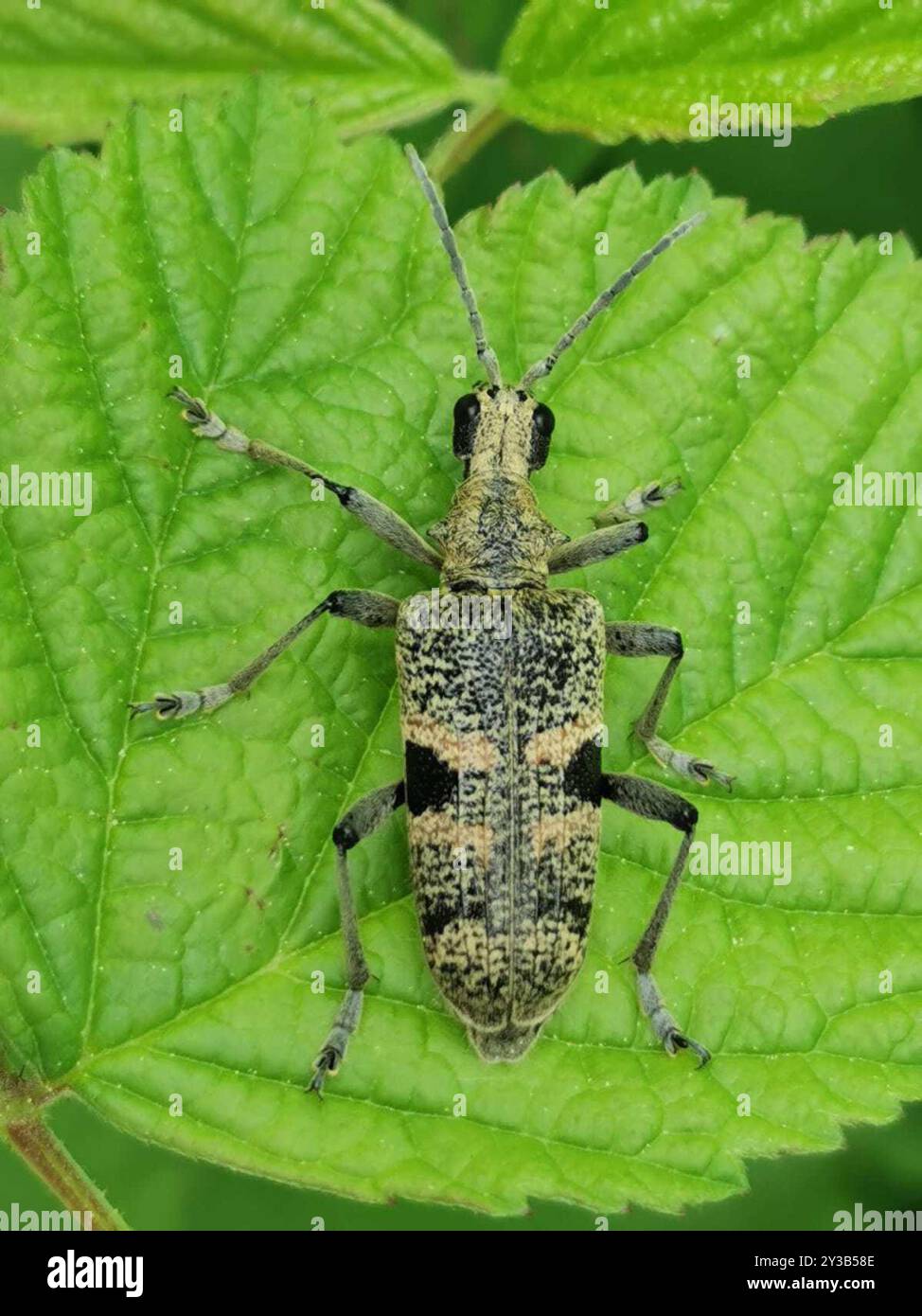 Blackspotted Longhorn Beetle (Rhagium mordax) Insecta Stock Photo - Alamy