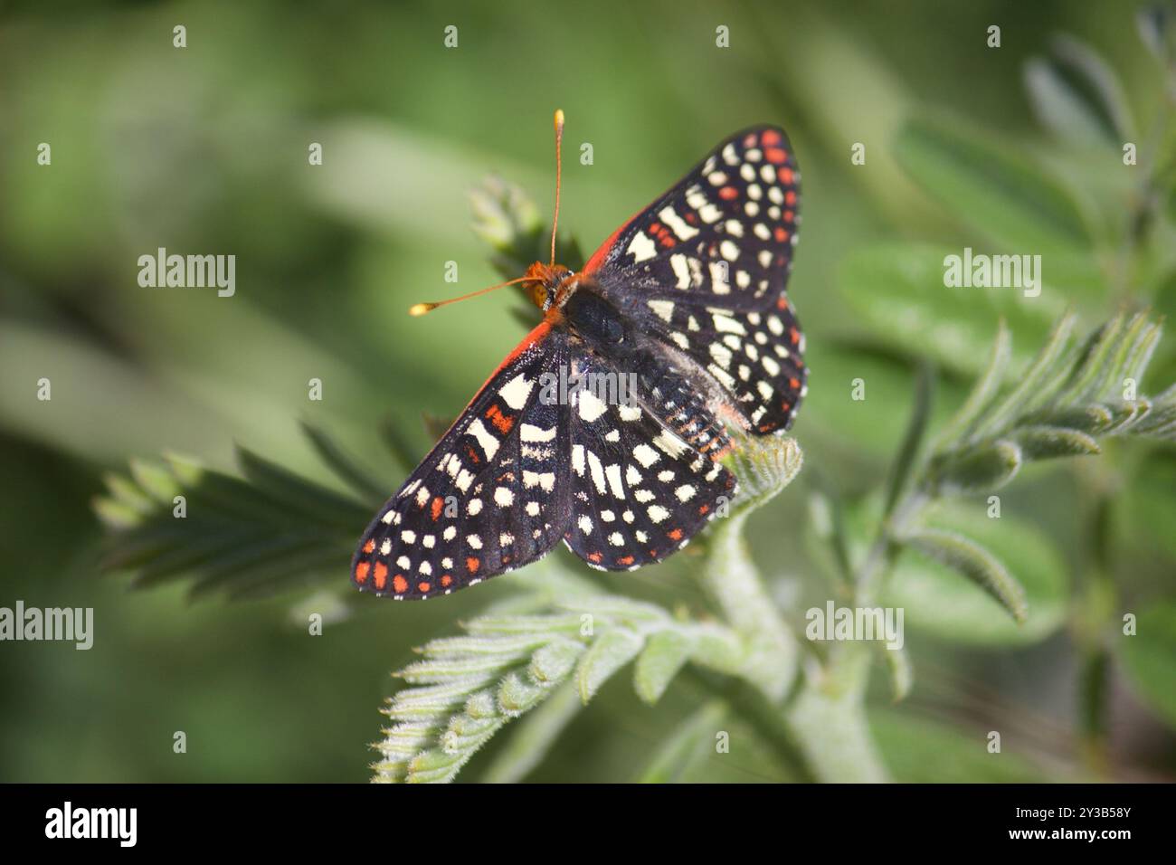 Variable Checkerspot (Euphydryas chalcedona) Insecta Stock Photo - Alamy