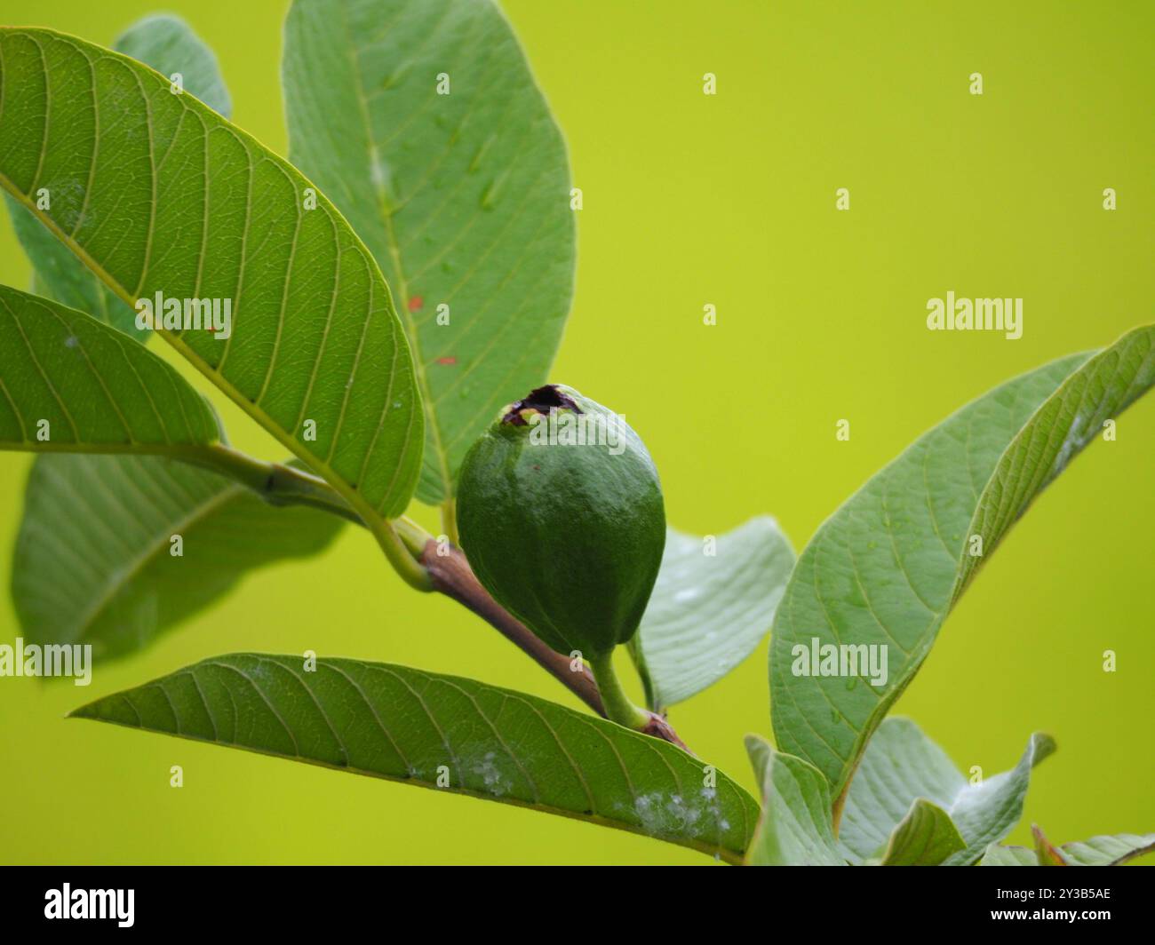 Common guava (Psidium guajava) Plantae Stock Photo - Alamy