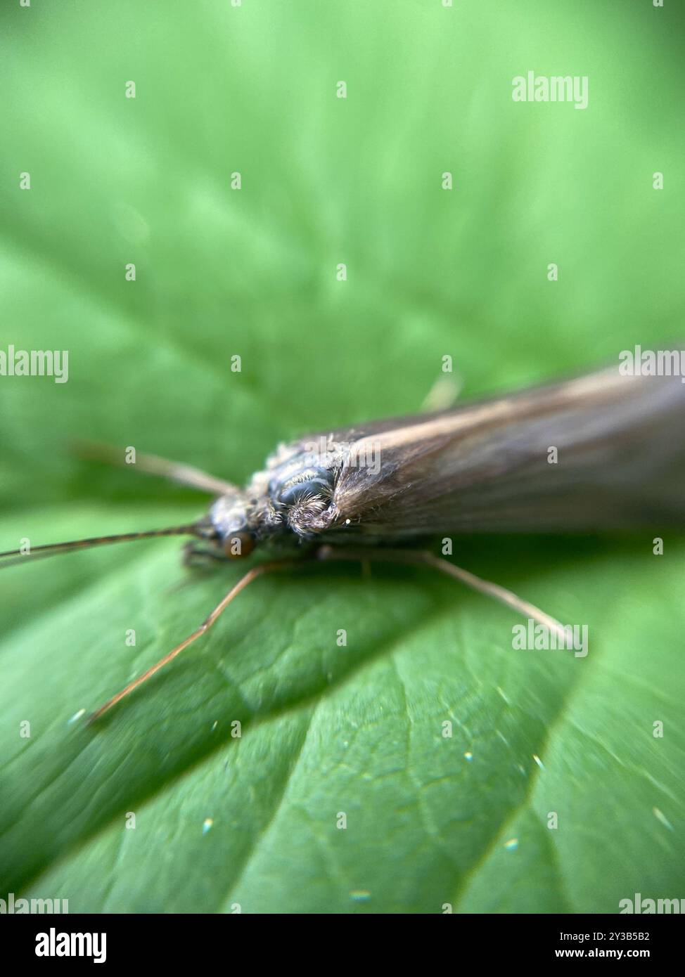 Angustipennis hi-res stock photography and images - Alamy
