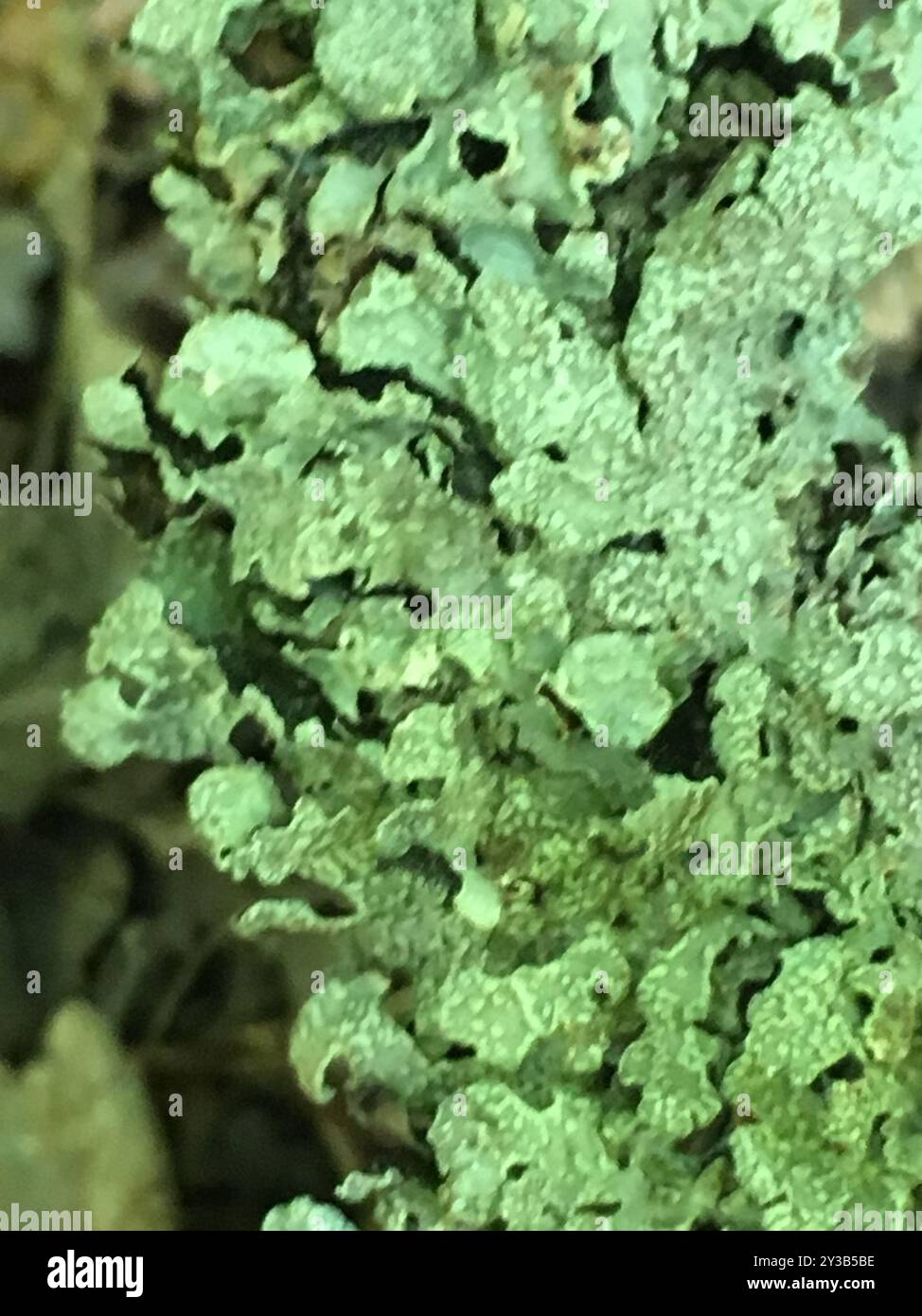shield lichen (Parmelia sulcata) Fungi Stock Photo - Alamy