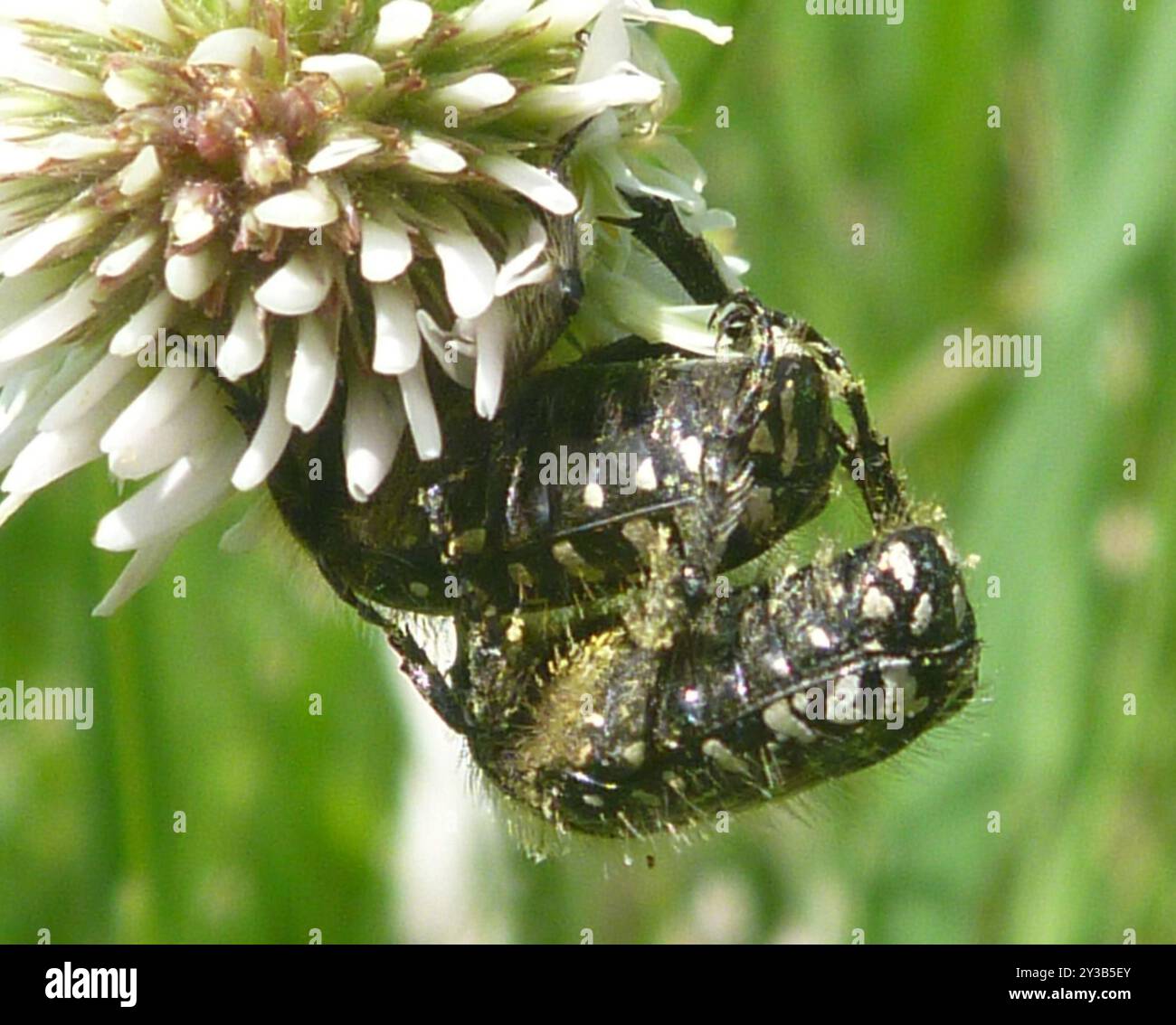 Mediterranean Spotted Chafer (Oxythyrea funesta) Insecta Stock Photo ...
