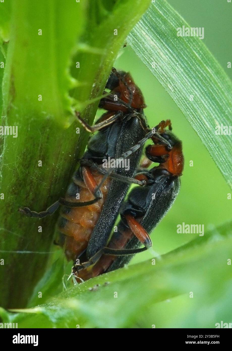 Rustic Sailor Beetle (Cantharis rustica) Insecta Stock Photo - Alamy