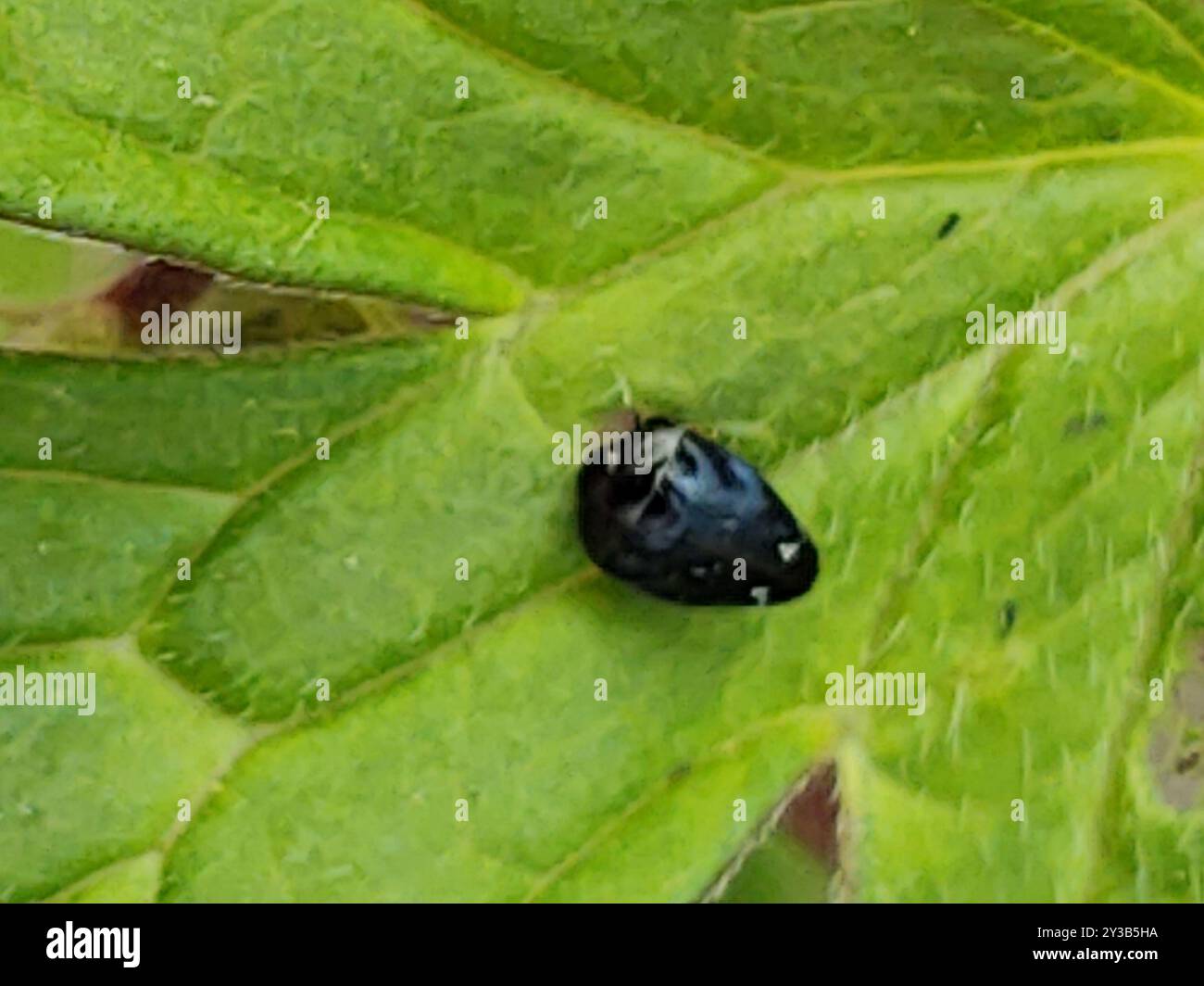 True Bugs, Hoppers, Aphids, and allies (Hemiptera) Insecta Stock Photo ...