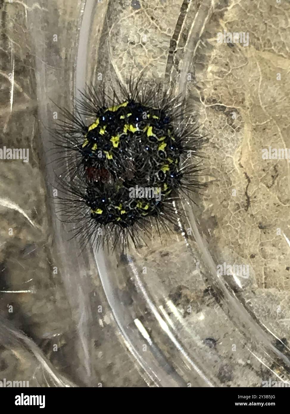 Police Car Moth (Gnophaela vermiculata) Insecta Stock Photo - Alamy