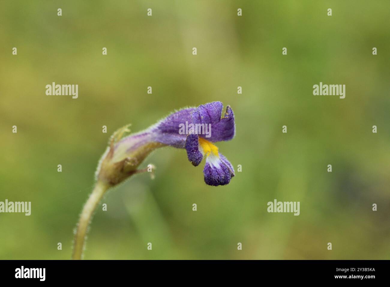 oneflower broomrape (Aphyllon purpureum) Plantae Stock Photo - Alamy