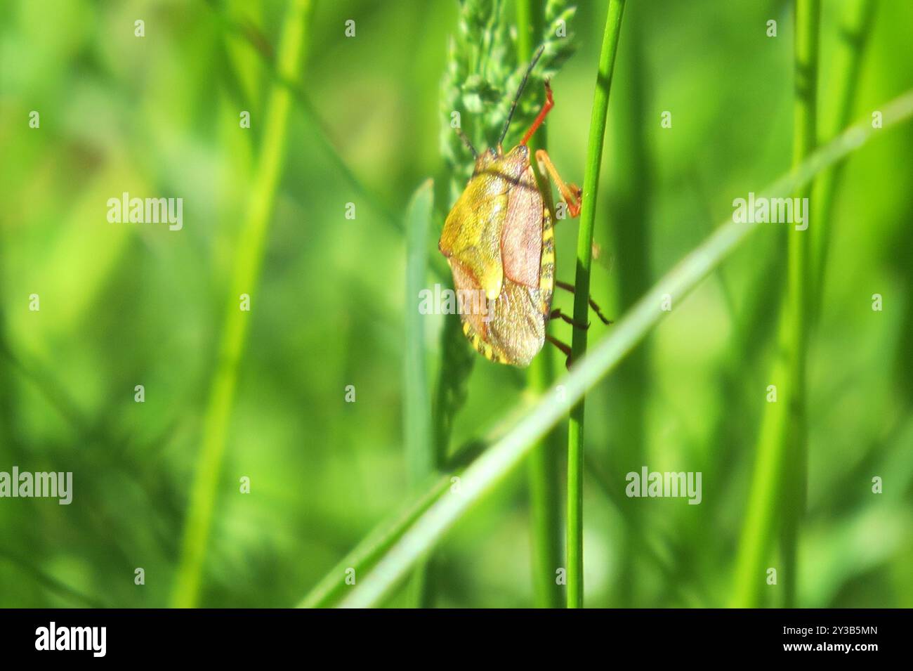 Black-shouldered Shieldbug (Carpocoris purpureipennis) Insecta Stock ...