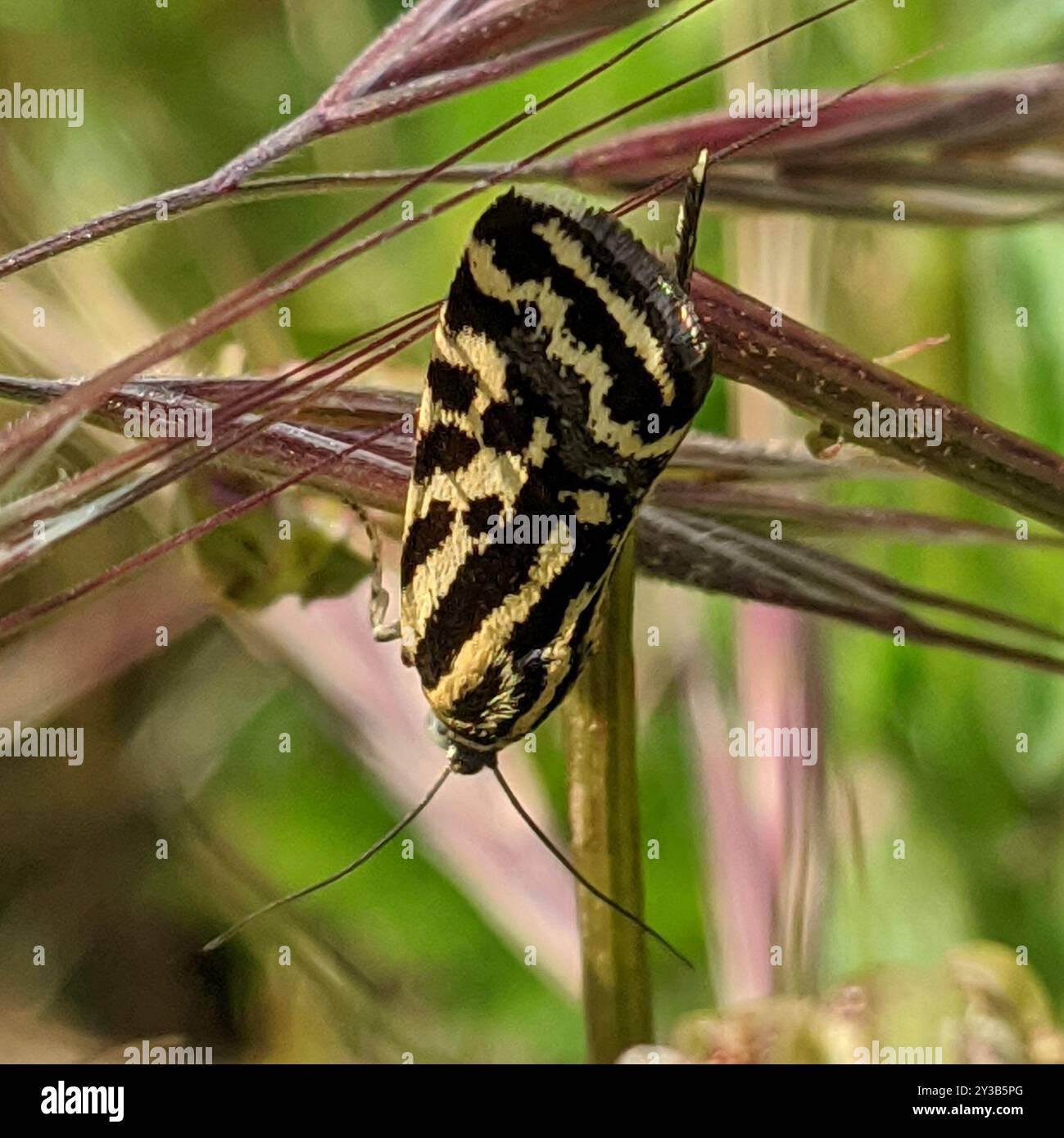 Spotted Sulphur (Acontia trabealis) Insecta Stock Photo - Alamy