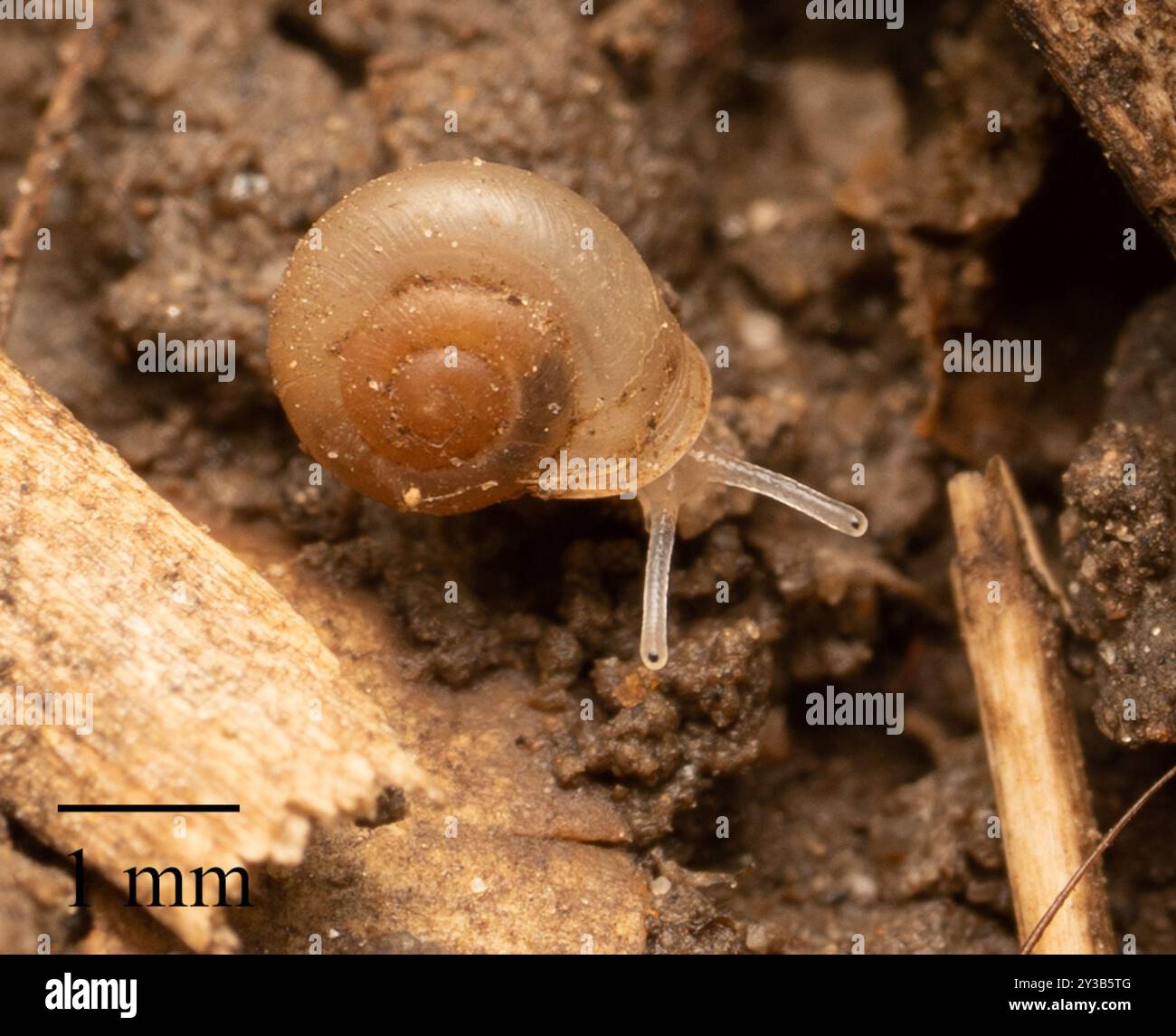 Grass-snails (Vallonia) Mollusca Stock Photo - Alamy