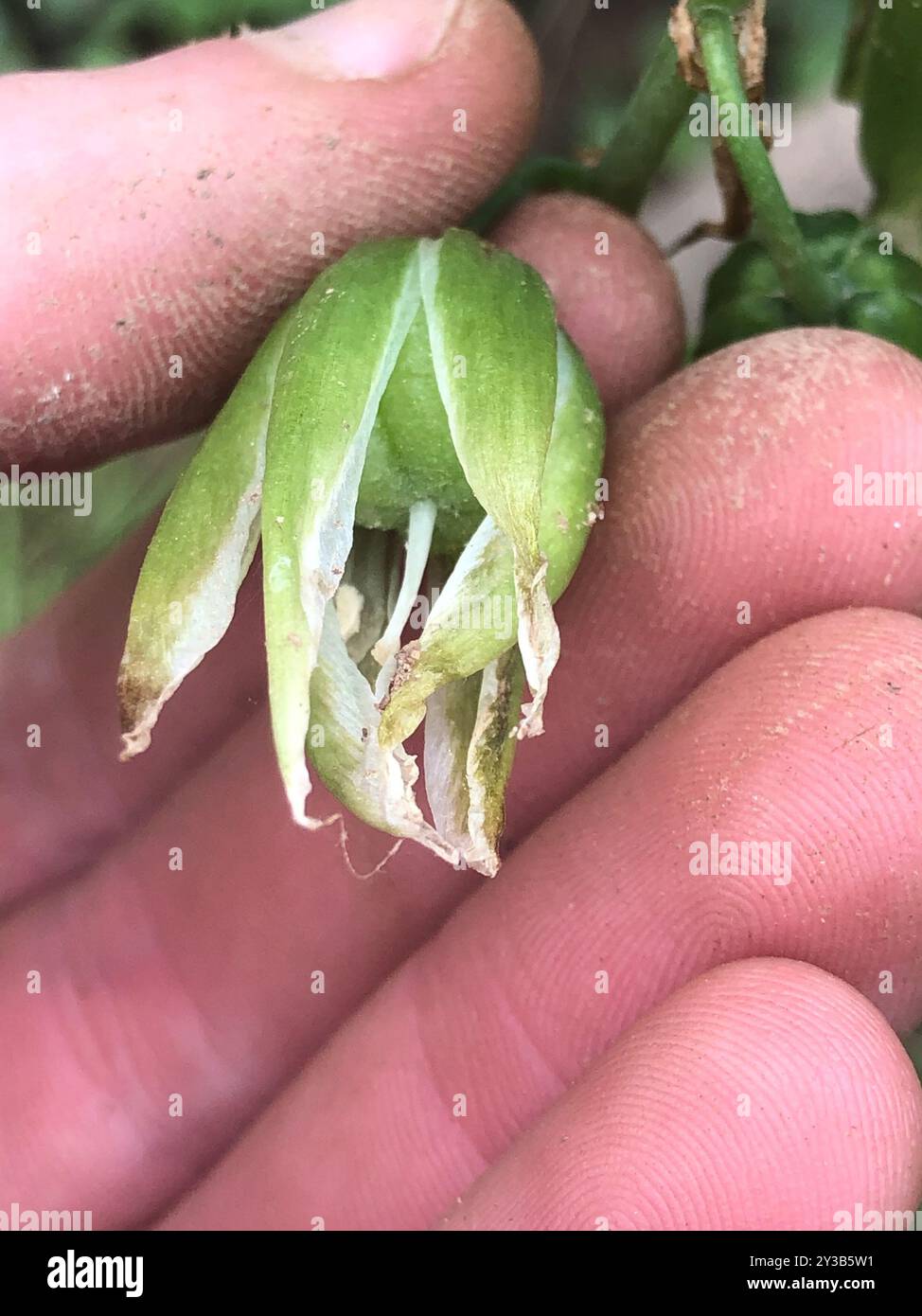 monocots (Liliopsida) Plantae Stock Photo - Alamy