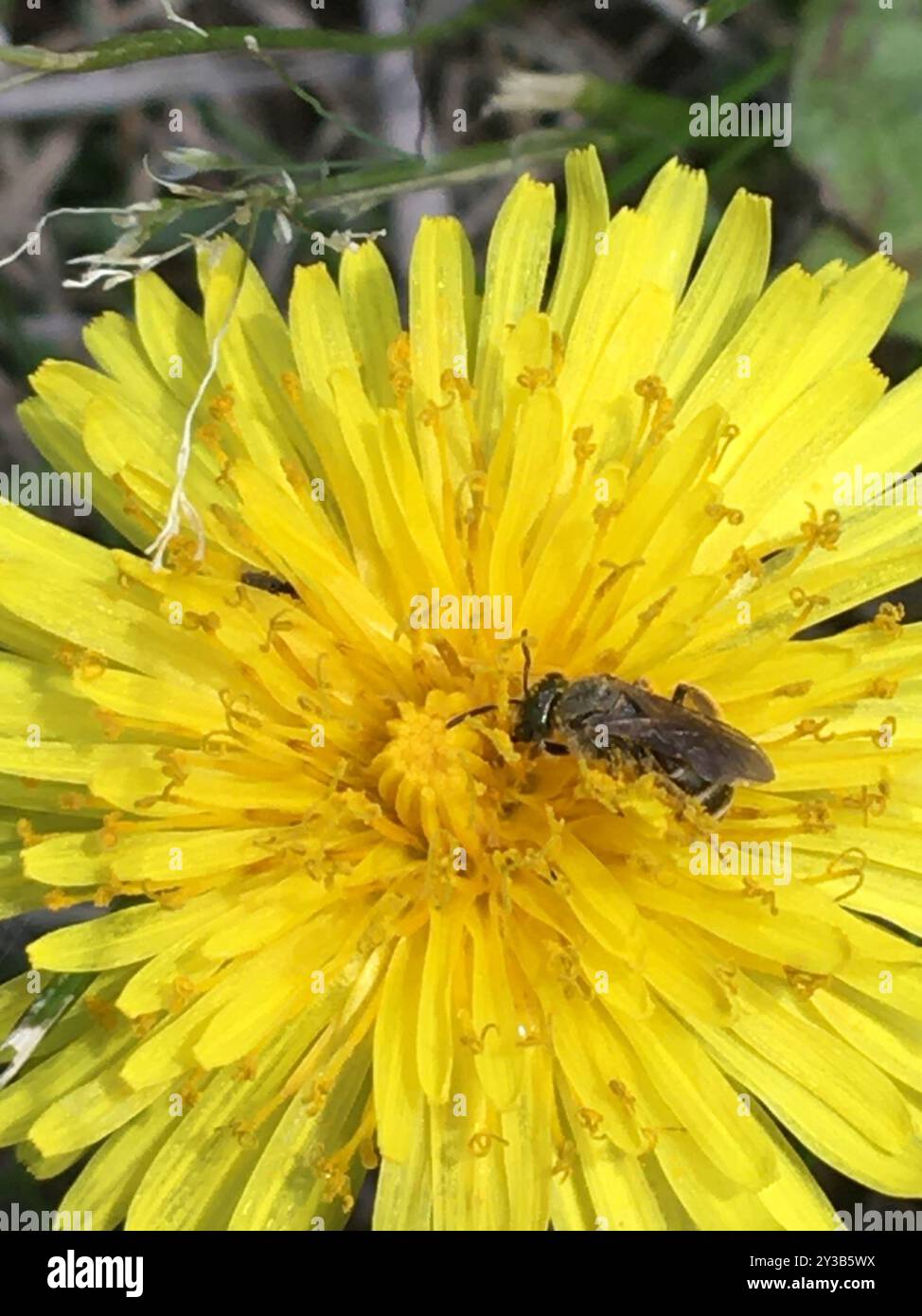 Confusing Furrow Bee (Halictus confusus) Insecta Stock Photo - Alamy