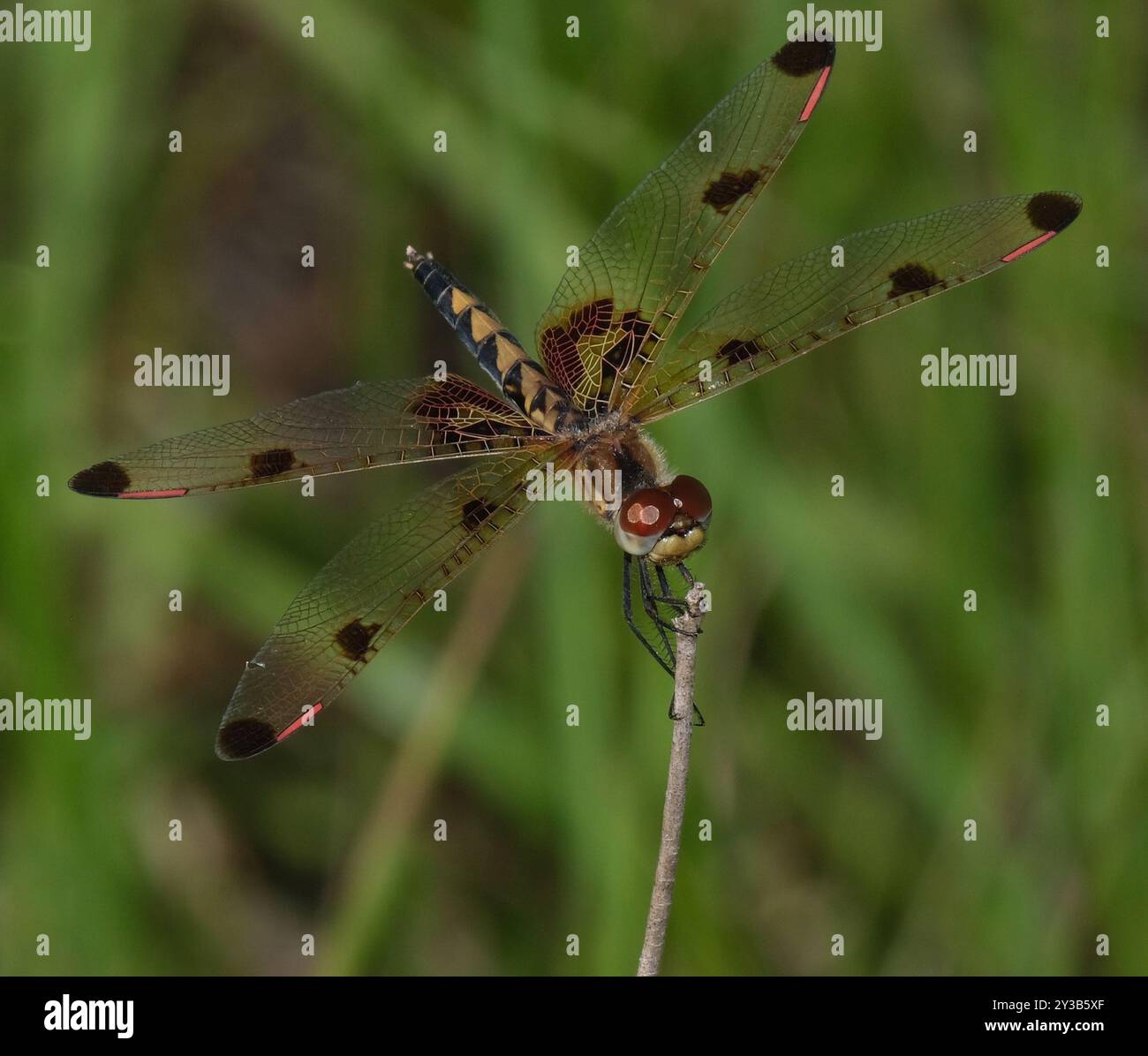 Calico Pennant (Celithemis elisa) Insecta Stock Photo - Alamy