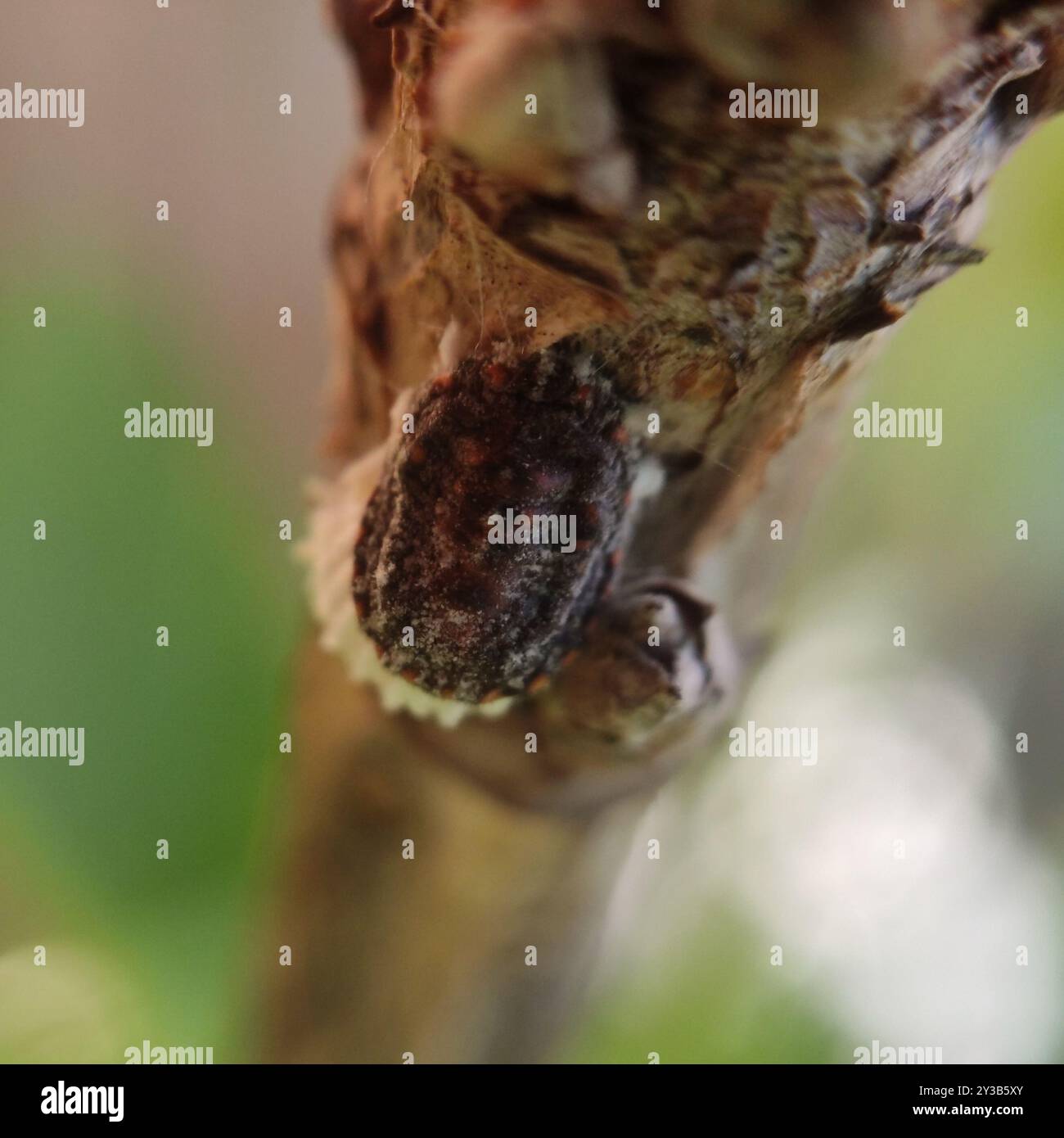 Cottony cushion scale (Icerya purchasi) Insecta Stock Photo - Alamy