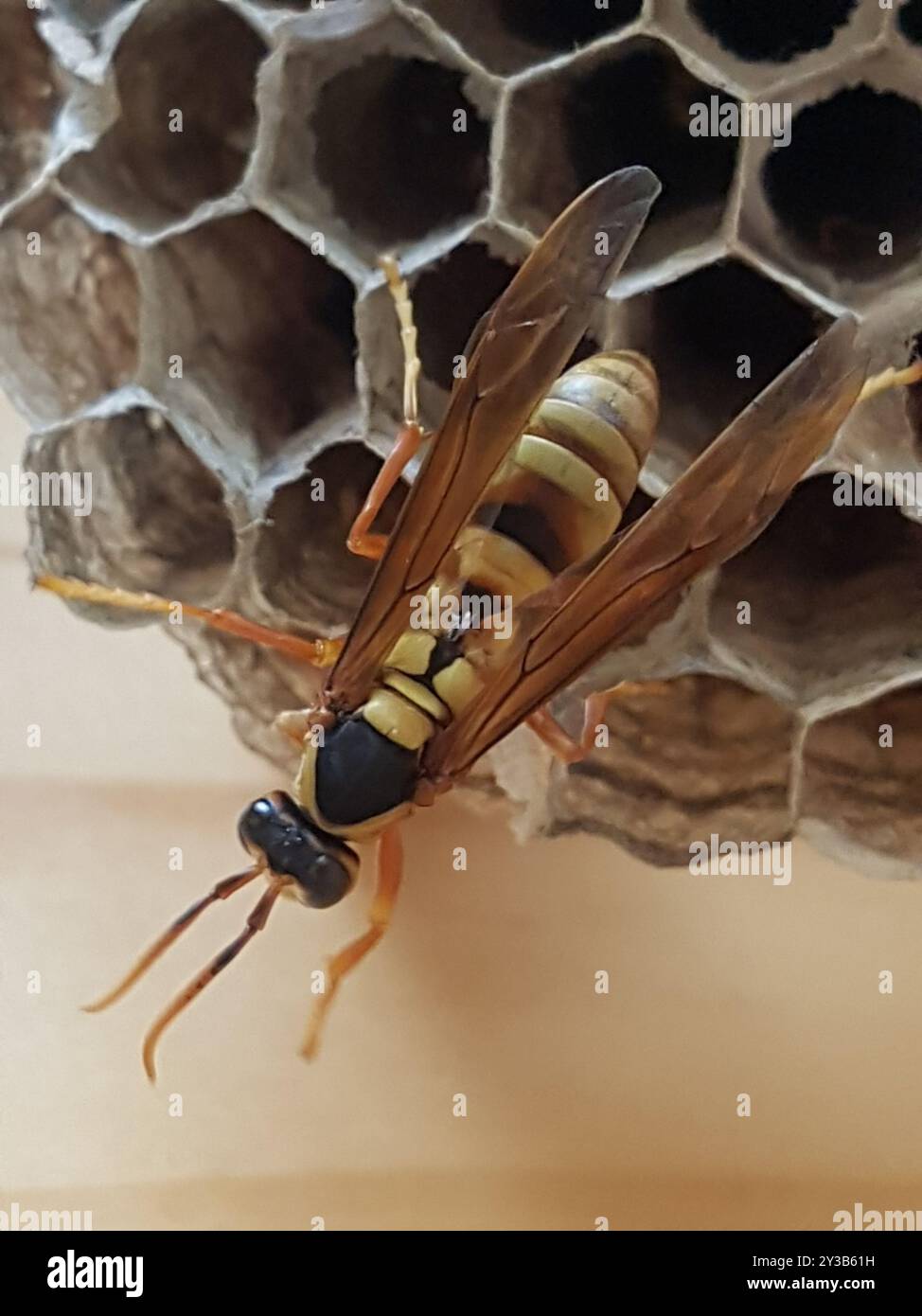 Executioner Wasp (Polistes carnifex) Insecta Stock Photo - Alamy