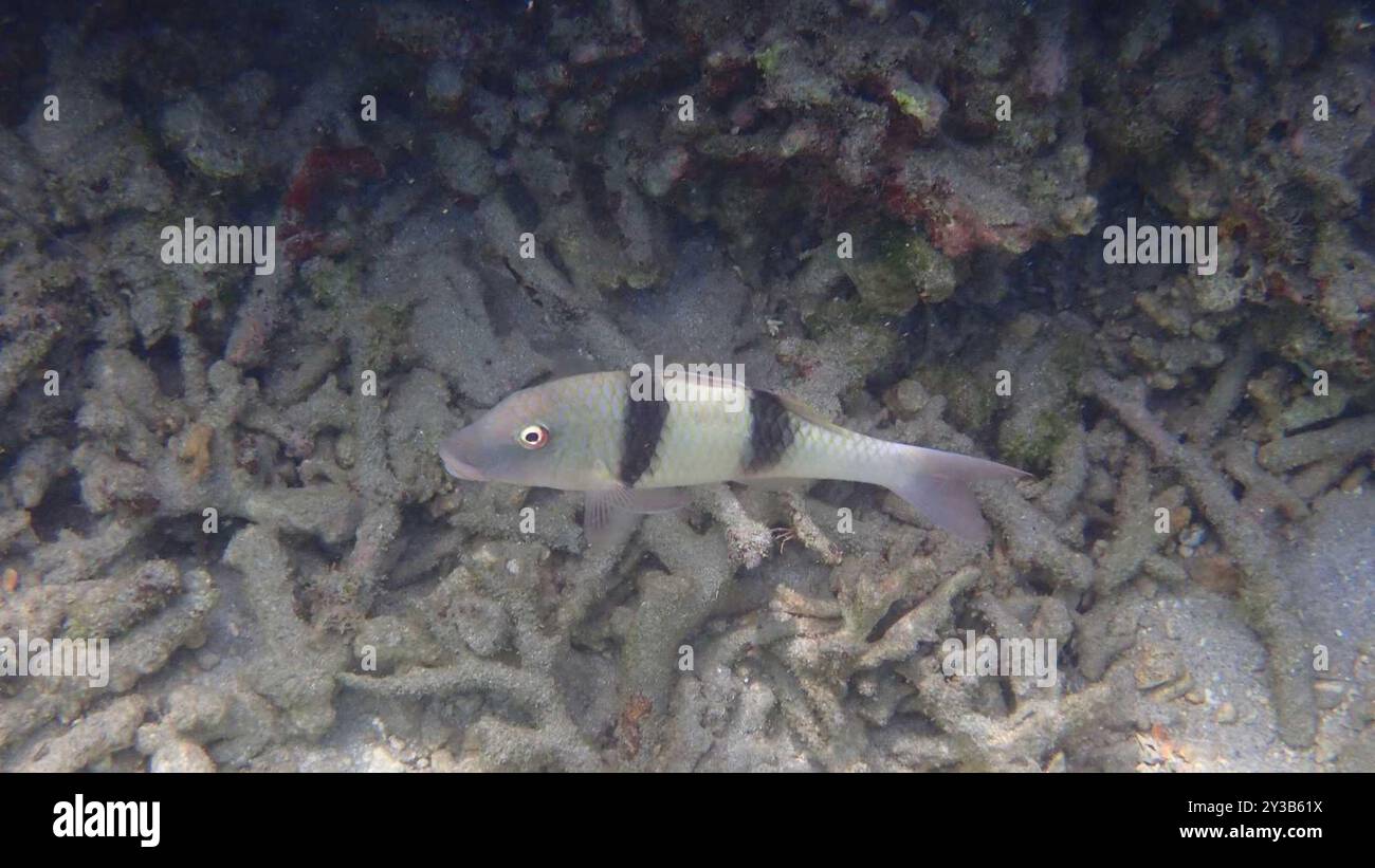 Indian Doublebar Goatfish (Parupeneus trifasciatus) Actinopterygii ...