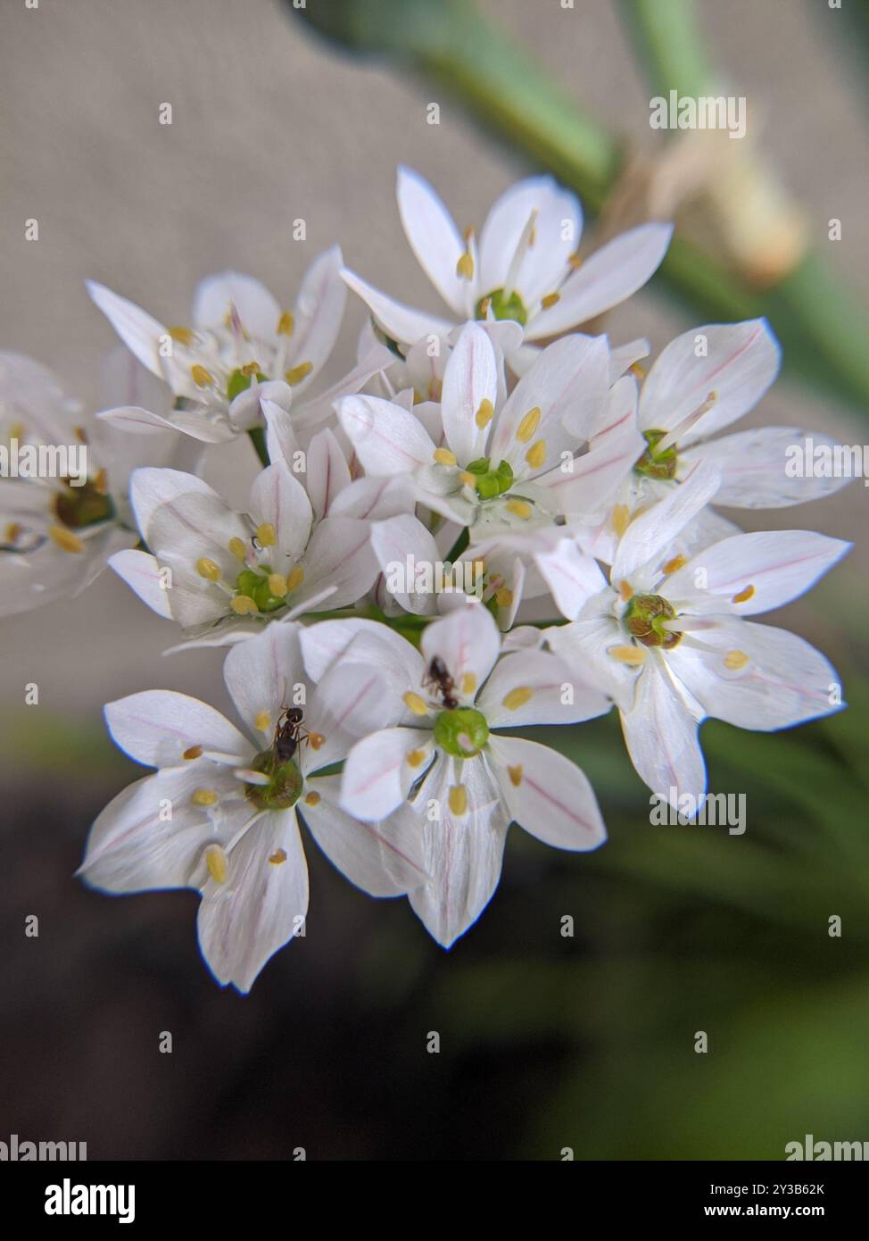 Canadian Meadow garlic (Allium canadense) Plantae Stock Photo - Alamy