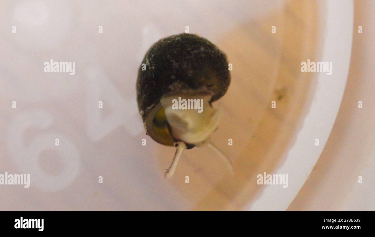 Hydrobiid Mud Snails (Hydrobiidae) Mollusca Stock Photo - Alamy