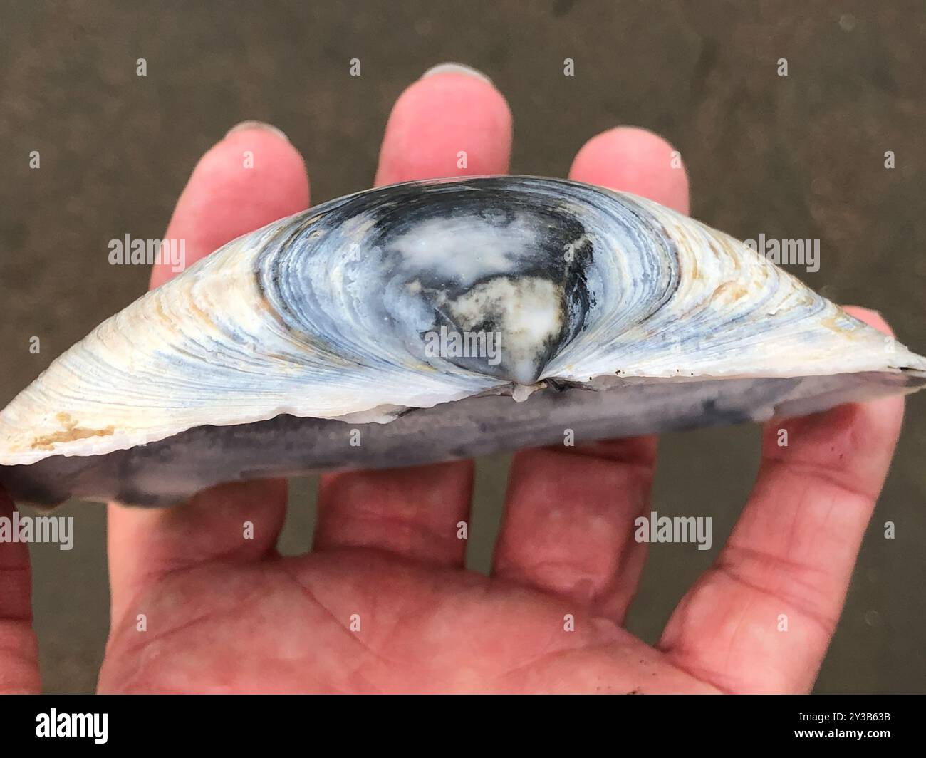 Dish Surfclam (Mactromeris catilliformis) Mollusca Stock Photo - Alamy